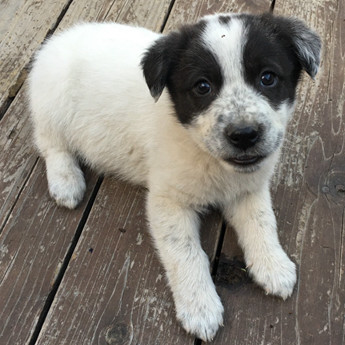 Boa Alcazaba - Puppy Area