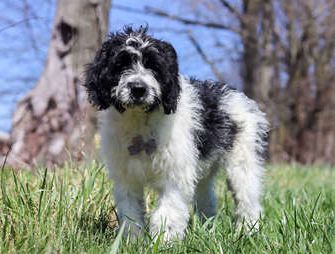 Charlie - Puppy Area