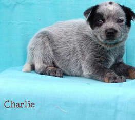 Charlie - Puppy Area
