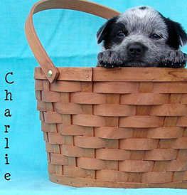 Charlie - Puppy Area
