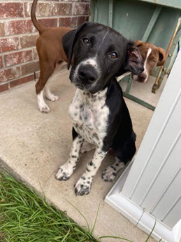 Chelsea - Puppy Area