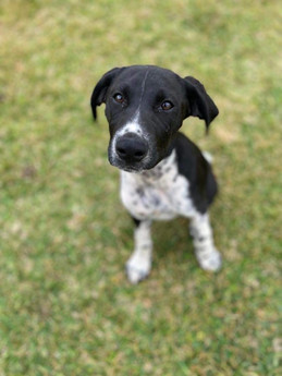 Chelsea - Puppy Area