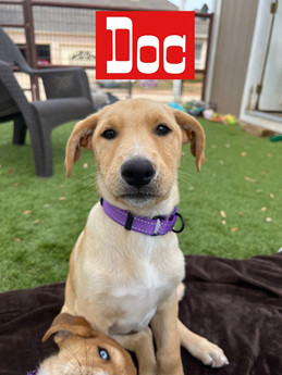 Doc - Puppy Area