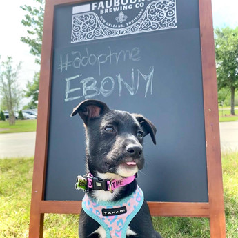 Ebony | Puppy Area