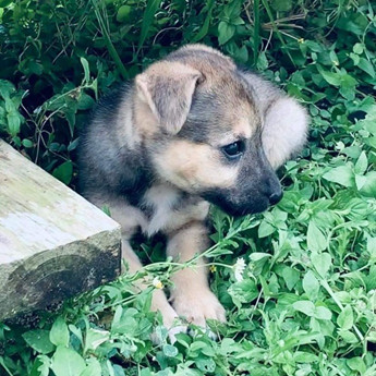 Georgia - Puppy Area