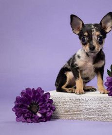 Itzy Bitzy - Puppy Area