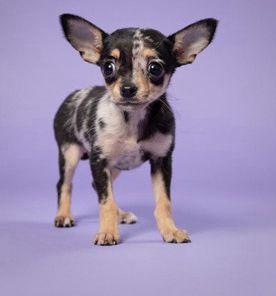 Itzy Bitzy - Puppy Area