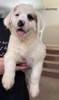 Jasmine - Puppy Area