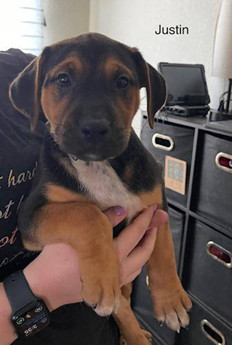 Justin - Puppy Area
