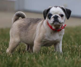 Laney Panda Koi - Puppy Area