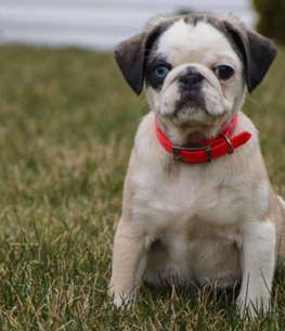 Laney Panda Koi - Puppy Area