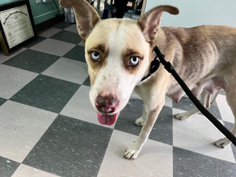 Marina (foster to adopt) - Puppy Area