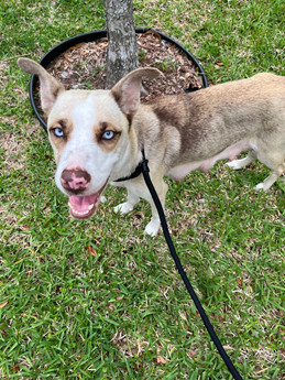 Marina (foster to adopt) - Puppy Area