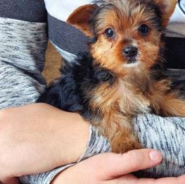 Mr Oakley - Puppy Area