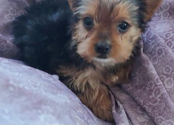 Mr Oakley - Puppy Area