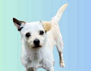 Oliver Gus - Puppy Area