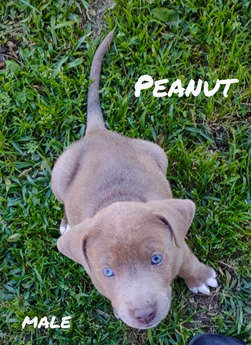 Peanut - Puppy Area