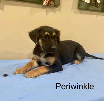 Periwinkle - Puppy Area