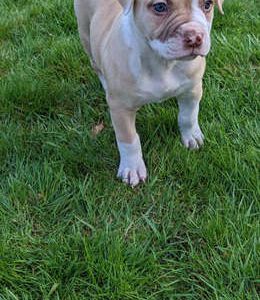 Perogie - Puppy Area