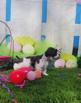 Petunia - Puppy Area