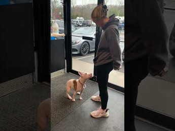 SCARLETT – Courtesy Posting – Beautiful sweet “pocket pit”! - Puppy Area