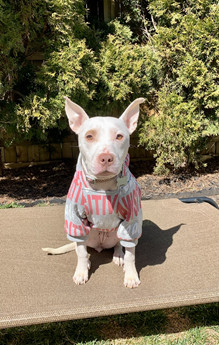 SCARLETT – Courtesy Posting – Beautiful sweet “pocket pit”! - Puppy Area