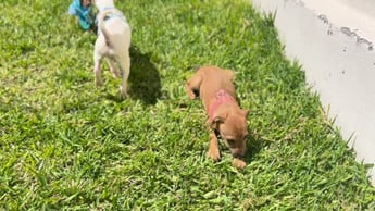 The Spring Break Puppies - Puppy Area