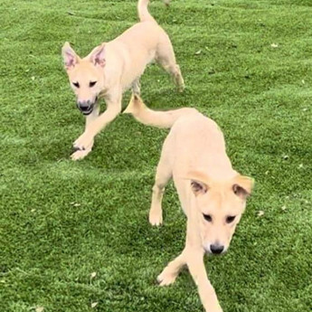 The Spring Puppies - Puppy Area