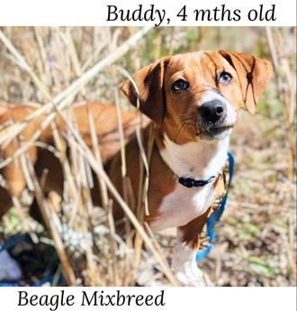 Buddy - Puppy Area