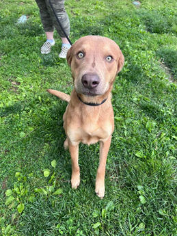 Charlie - Puppy Area