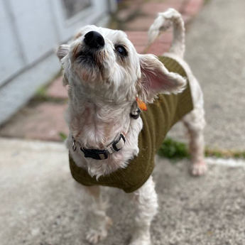 Charlie - Puppy Area