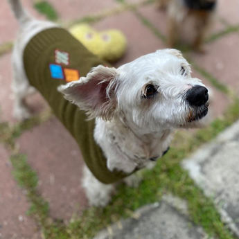 Charlie - Puppy Area