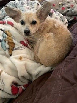 Charlie - Puppy Area