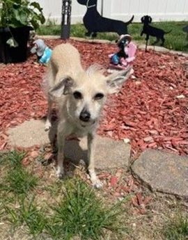 Charlie - Puppy Area