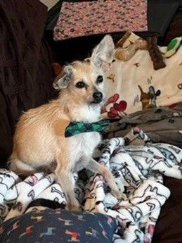 Charlie - Puppy Area