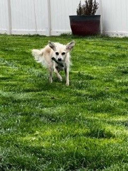 Charlie - Puppy Area