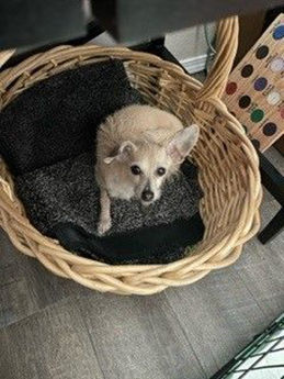 Charlie - Puppy Area