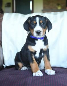 Danielle - Puppy Area