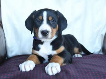 Danielle - Puppy Area