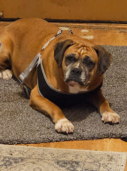 FALLON *New* - Puppy Area