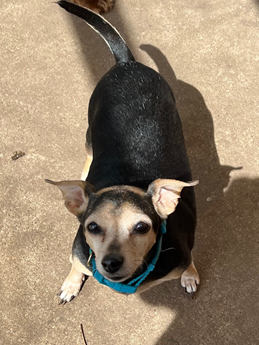 JuneBug - Puppy Area