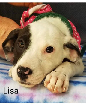 Lisa - Puppy Area