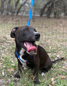 Midnight (dog) - Puppy Area