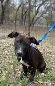 Midnight (dog) - Puppy Area