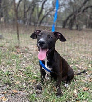 Midnight (dog) - Puppy Area