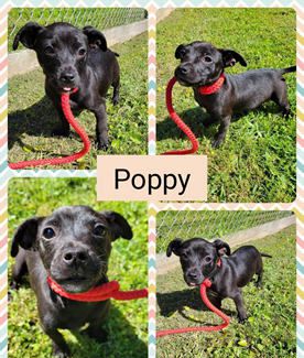 Poppy - Puppy Area