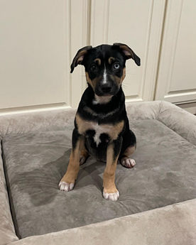 Puppy April - Puppy Area