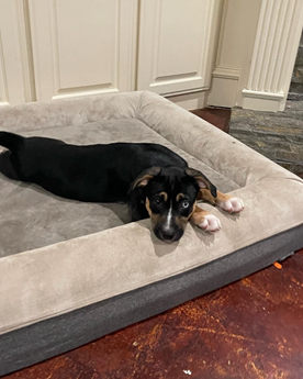 Puppy April - Puppy Area