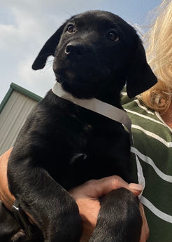 Puppy D - Puppy Area