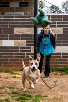 Raven – In FOSTER - Puppy Area